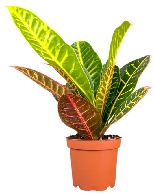 Plant Paradise by Gemma | Plants in Congleton – Plant Paradise By Gemma