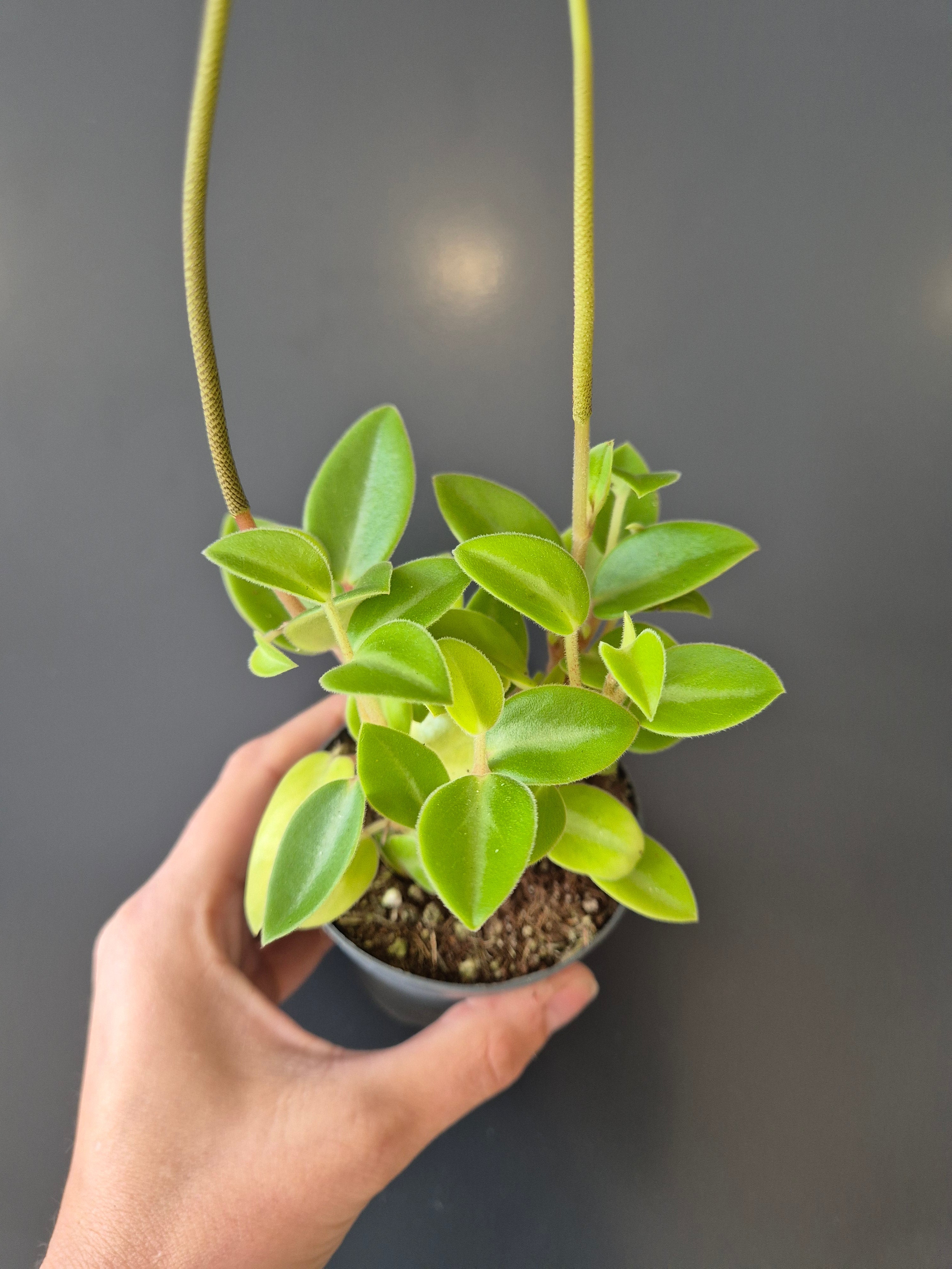 Peperomia Teardrop | Radiator Plant | Houseplant – Plant Paradise By Gemma